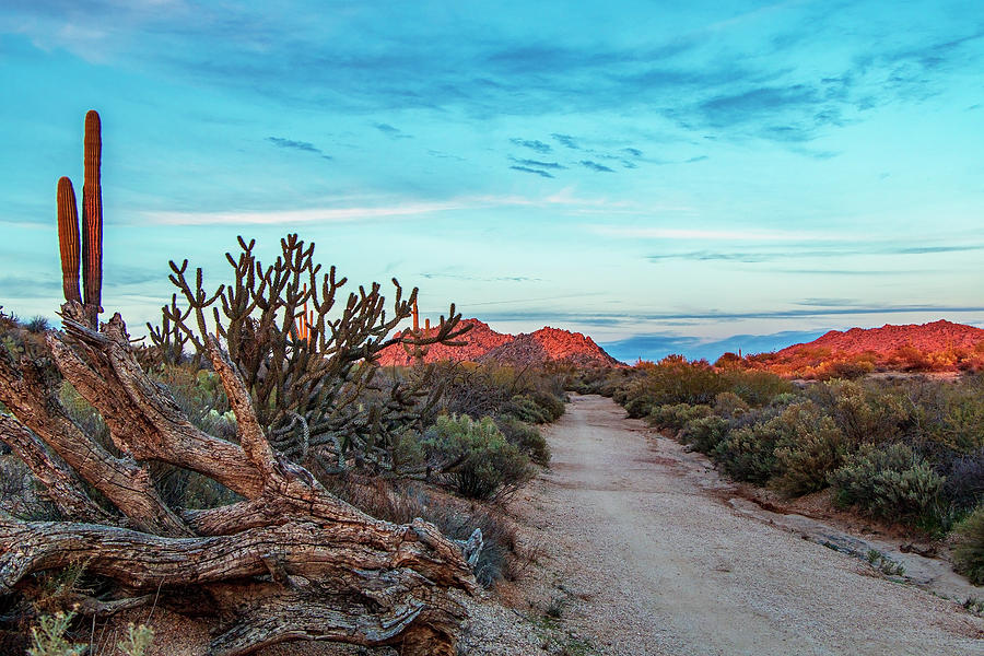 The Beauty of an Arizona Desert – Welcome to Rosemarie's Kitchen