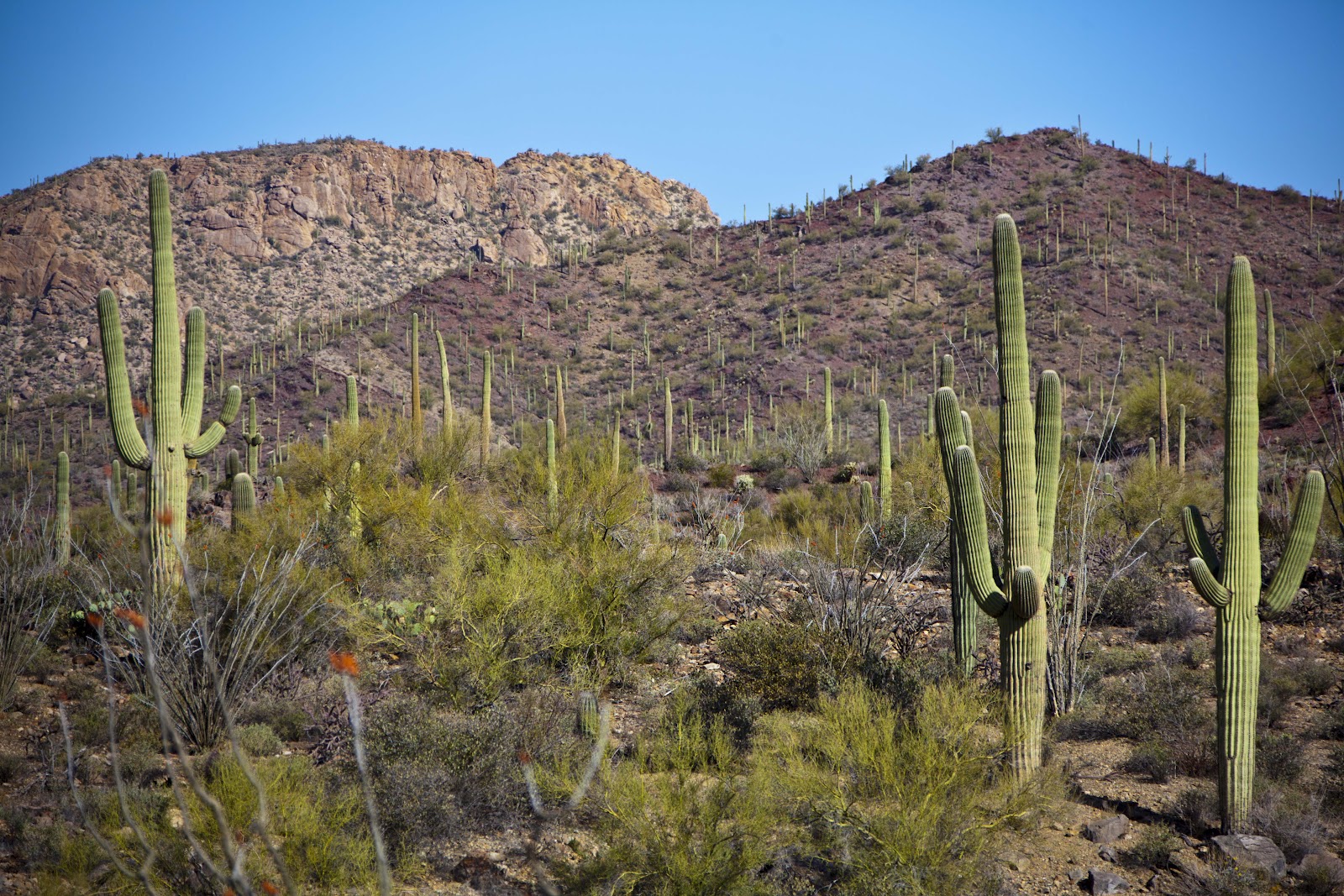The Beauty of an Arizona Desert – Welcome to Rosemarie's Kitchen