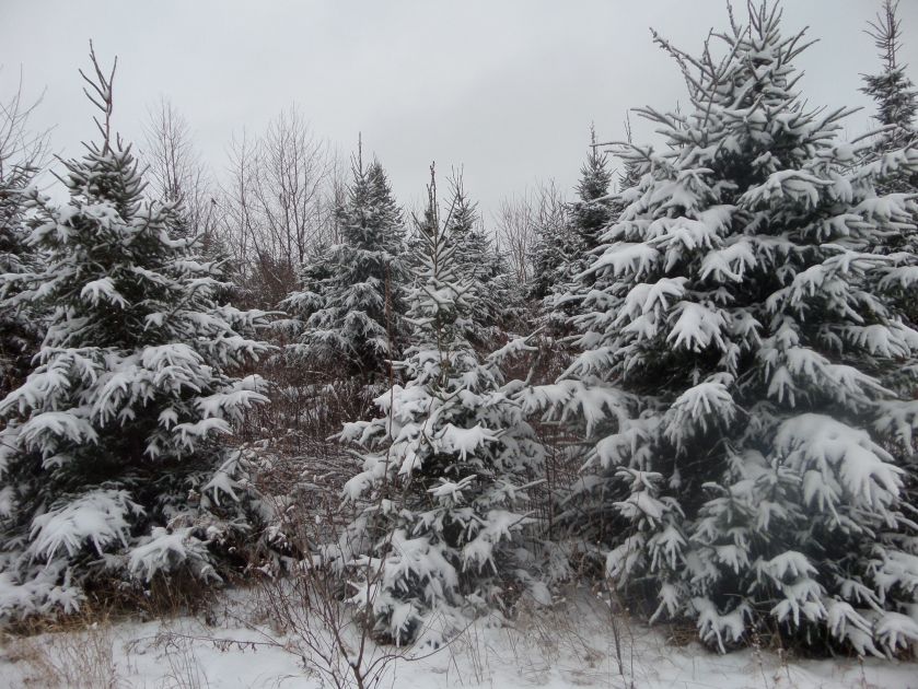 Welcome to the Pine Tree State – Welcome to Rosemarie's Kitchen