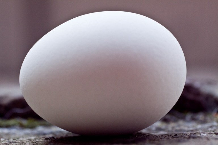 How Amazing is a Single Egg? – Welcome to Rosemarie's Kitchen