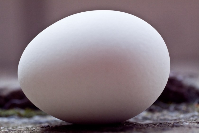 How Amazing is a Single Egg? – Welcome to Rosemarie's Kitchen