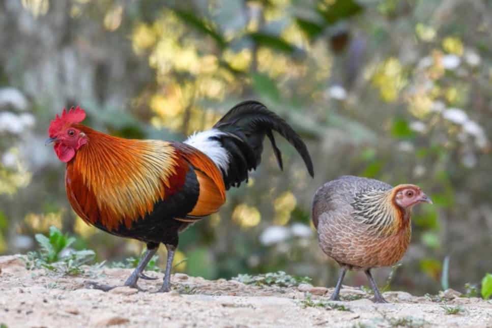 When is Cornish Not a Chicken? – Welcome to Rosemarie's Kitchen